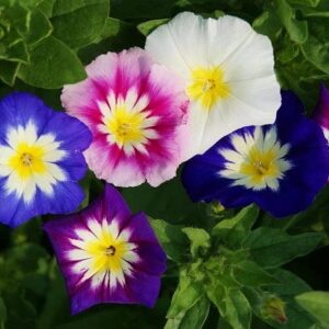 morning glory seeds (dwarf) - mixed - 1/4 pound - blue/purple/yellow flower seeds, heirloom seed attracts bees, attracts butterflies, attracts hummingbirds, attracts pollinators