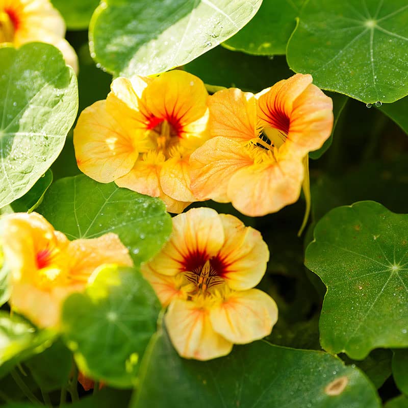 Eden Brothers Nasturtium Seeds (Dwarf) - Apricot Non-GMO Seeds for Planting, Packet | Low-Maintenance Flower Seeds, Plant During Spring Season, Zones 1, 10, 2, 3, 4, 5, 6, 7, 8, 9