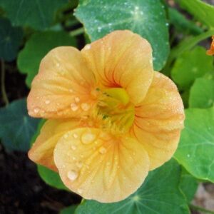 Eden Brothers Nasturtium Seeds (Dwarf) - Apricot Non-GMO Seeds for Planting, Packet | Low-Maintenance Flower Seeds, Plant During Spring Season, Zones 1, 10, 2, 3, 4, 5, 6, 7, 8, 9