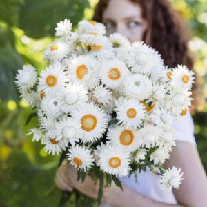 strawflower seeds - white - packet - white flower seeds, attracts bees, attracts butterflies, attracts pollinators, easy to grow & maintain, cut flower garden