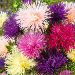 aster seeds (needle) - nova mix - packet - white/pink/purple flower seeds, open pollinated seed attracts bees, attracts butterflies, attracts pollinators, easy to grow & maintain, container garden