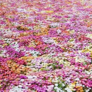 daisy seeds (ice plant) - livingstone mix - packet - pink/white/purple flower seeds, attracts bees, attracts butterflies, attracts pollinators, easy to grow & maintain, extended bloom time, fast