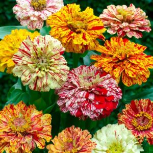 eden brothers zinnia seeds - candy stripe mixed, non-gmo seeds for planting, packet | low-maintenance flower seeds, plant during spring, zones 3, 4, 5, 6, 7, 8, 9, 10