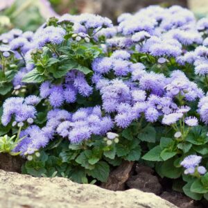 ageratum seeds (dwarf) - blue mink - 1/4 pound - blue flower seeds, heirloom seed attracts bees, attracts butterflies, attracts pollinators, fragrant, container garden