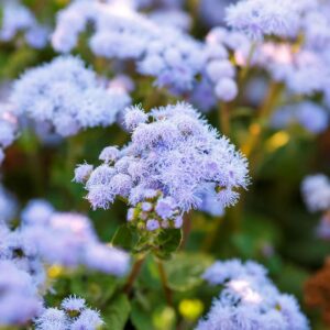 Ageratum Seeds (Dwarf) - Blue Mink - 1/4 Pound - Blue Flower Seeds, Heirloom Seed Attracts Bees, Attracts Butterflies, Attracts Pollinators, Fragrant, Container Garden