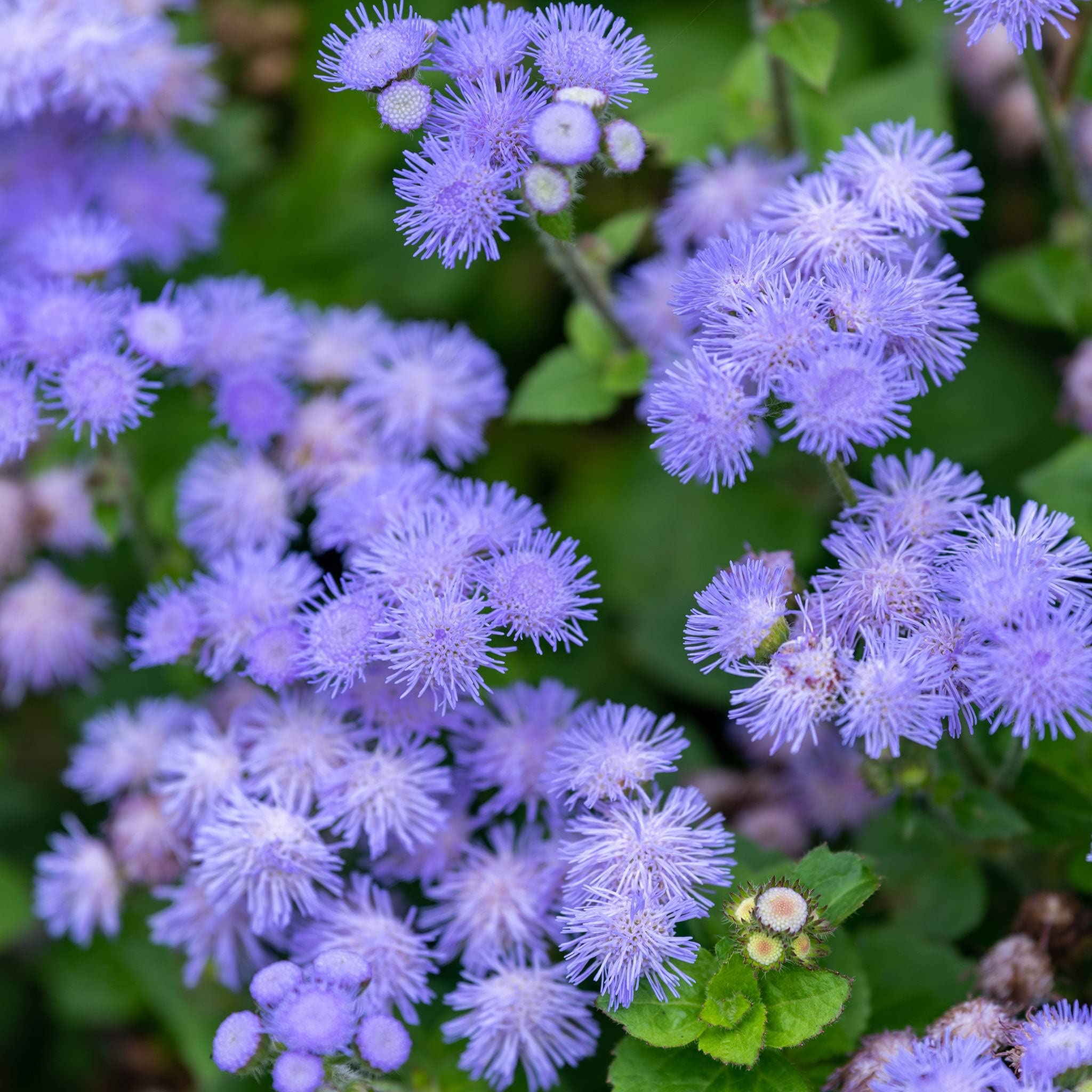 Ageratum Seeds (Dwarf) - Blue Mink - 1/4 Pound - Blue Flower Seeds, Heirloom Seed Attracts Bees, Attracts Butterflies, Attracts Pollinators, Fragrant, Container Garden