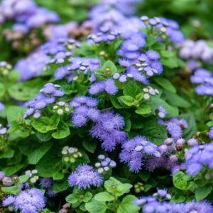 Ageratum Seeds (Dwarf) - Blue Mink - 1/4 Pound - Blue Flower Seeds, Heirloom Seed Attracts Bees, Attracts Butterflies, Attracts Pollinators, Fragrant, Container Garden