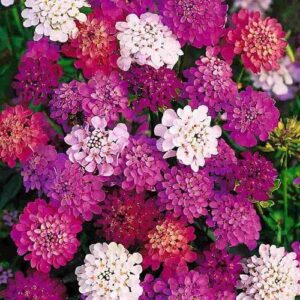 Candytuft Seeds (Dwarf) - Fairy Mix - Packet - Purple/Pink/White Flower Seeds, Heirloom Seed Attracts Bees, Attracts Butterflies, Attracts Pollinators, Edible, Extended Bloom Time, Fragrant