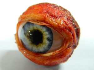 dead head props realistic life size human/zombie eyeball ring with eye lids for halloween, cos play (infected blue 26mm)