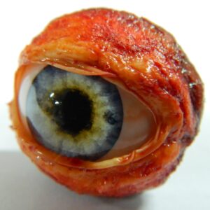 Dead Head Props Realistic Life Size Human/zombie Eyeball Ring with Eye Lids for Halloween, Cos Play (Infected Blue 26mm)