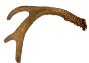 big dog antler chews - deer antler dog chew, medium, 9 inches to 13 inches long. perfect for your medium to large size dogs and puppies! grade a premium. happy dog guarantee!