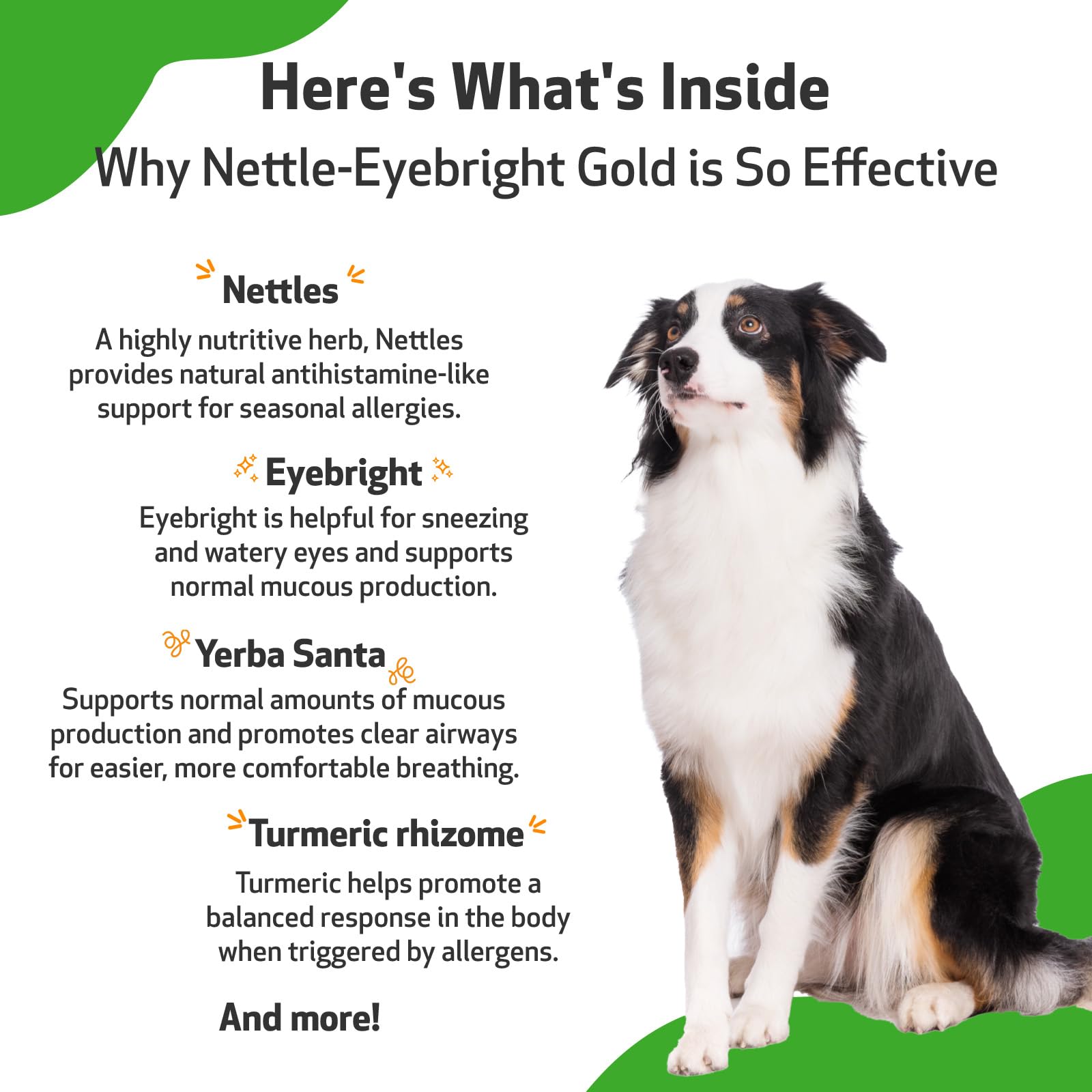 Pet Wellbeing Nettle-Eyebright Gold for Dogs - Vet-Formulated - Seasonal Allergies, Hay Fever, Allergic Rhinitis - Natural Herbal Supplement 2 oz (59 ml)