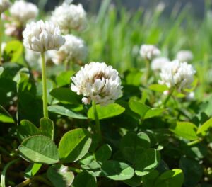 white dutch clover- 10 full pounds