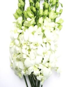 fresh cut flowers - dendrobium orchids white