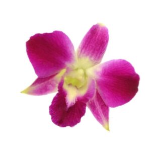 Fresh Loose Purple Dendrobium Orchid Blossoms 50 ct.