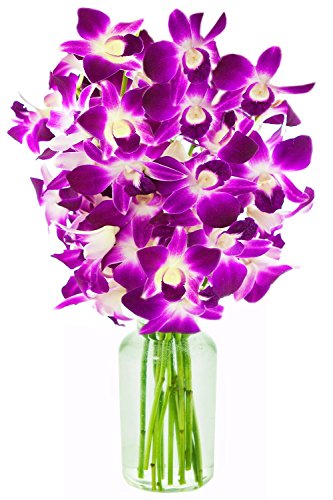 Fresh Cut Flowers -Dendrobium Purple Orchids with Vase Gift for Birthday, Sympathy, Anniversary, Get Well, Thank You, Valentine, Mother’s Day Flowers and Easter