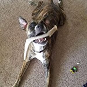 XL Deer Antler Dog Chew - Extra Large, Jumbo, for Large Dogs and Puppies Who are Aggressive Chewers