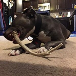 XL Deer Antler Dog Chew - Extra Large, Jumbo, for Large Dogs and Puppies Who are Aggressive Chewers