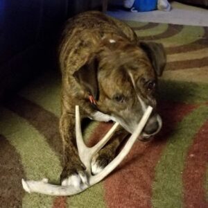 XL Deer Antler Dog Chew - Extra Large, Jumbo, for Large Dogs and Puppies Who are Aggressive Chewers