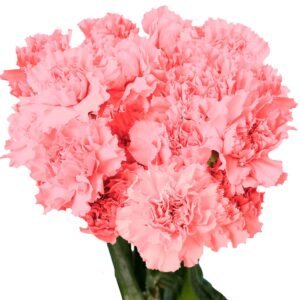 fresh flowers- pink carnations - 100 fresh cut stems (om)