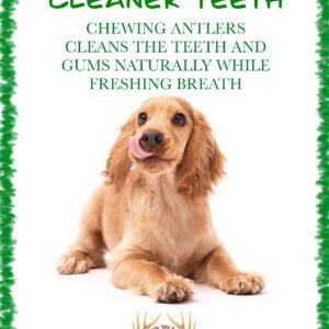 Deer Valley Chews Premium Deer Antler for Dogs - Medium 5-7 Inches Long, 3 Pack - All Natural Dental Treat for Teething and Chewing - Premium Grade, Naturally Shed