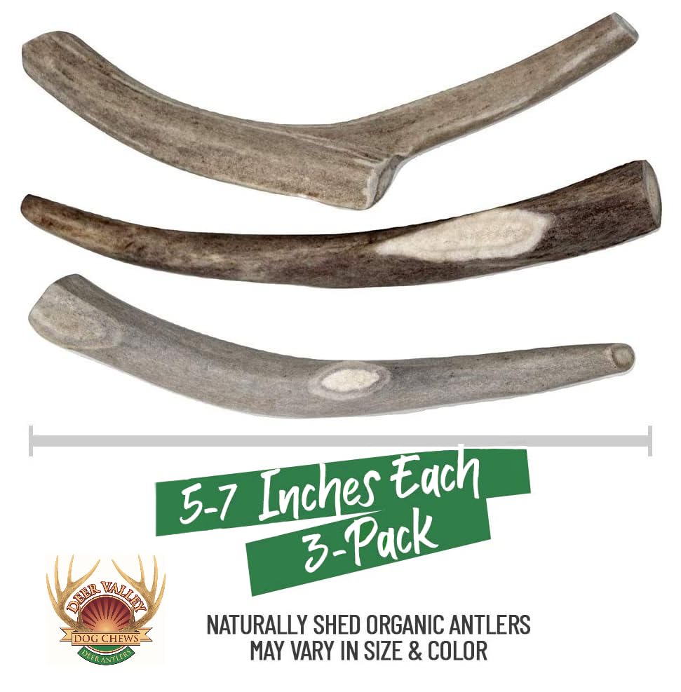 Deer Valley Chews Premium Deer Antler for Dogs - Medium 5-7 Inches Long, 3 Pack - All Natural Dental Treat for Teething and Chewing - Premium Grade, Naturally Shed