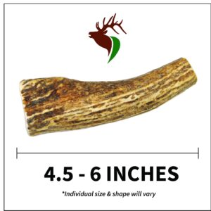 Elkhorn Premium Chews - Small Whole Single Pack (for 10-30 lb Dogs and Puppies) Premium Grade Elk Antler for Dogs (1 Piece) Sourced in The USA