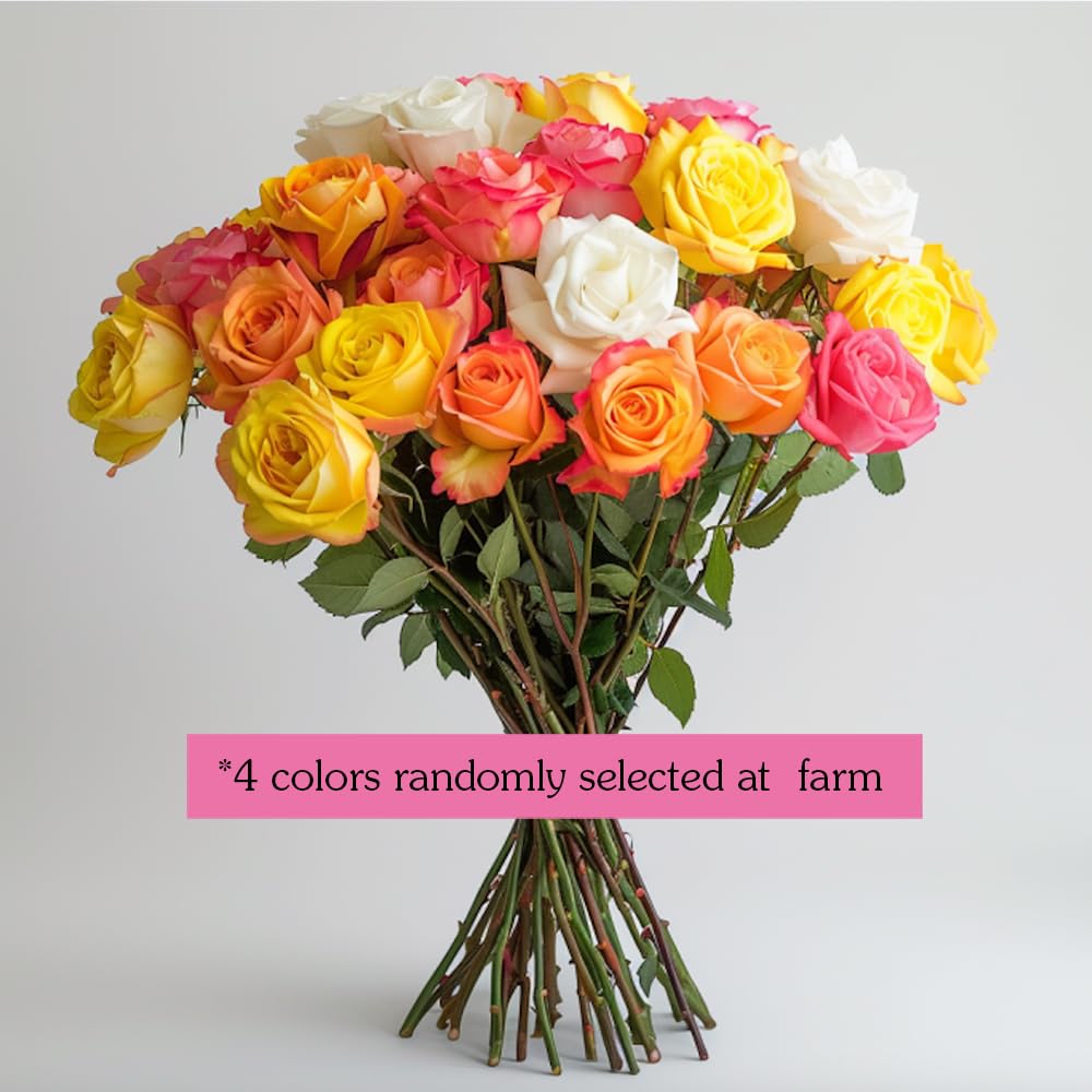 100 Assorted Roses- Fresh Cut Flowers- 4 Colors (OM)