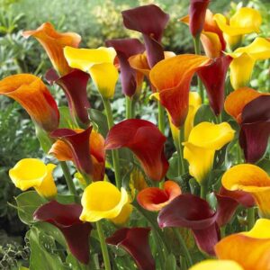 calla lily bulbs - hot mix - 10 bulbs - red/yellow/orange flower bulbs, bulb attracts bees, attracts pollinators, easy to grow & maintain, fragrant, container garden