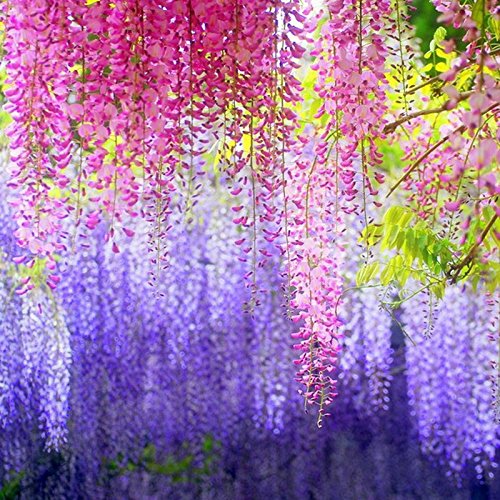 DearHouse 12 Pack 1 Piece 3.6 Feet Artificial Fake Wisteria Vine Ratta Hanging Garland Silk Flowers String Home Party Wedding Decor (Pink)