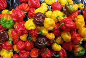 scotch bonnet pepper seeds-(caribbean mix) - red,yellow,and chocolate !(100 seeds)