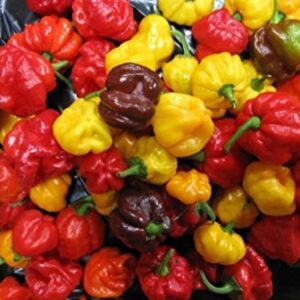 SCOTCH BONNET PEPPER SEEDS-(Caribbean Mix) - RED,YELLOW,AND CHOCOLATE !(100 Seeds)