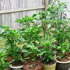 SCOTCH BONNET PEPPER SEEDS-(Caribbean Mix) - RED,YELLOW,AND CHOCOLATE !(100 Seeds)