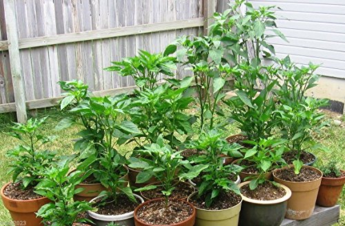 SCOTCH BONNET PEPPER SEEDS-(Caribbean Mix) - RED,YELLOW,AND CHOCOLATE !(100 Seeds)