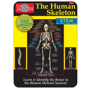 t.s. shure the human skeleton magnetic science tin stem activity