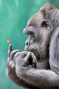 gorilla inspecting butterfly on finger (36x54 giclee gallery art print, vivid textured wall decor)