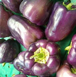 heirloom purple beauty sweet bell pepper seeds - capsicum annuum - 35 seeds 1/4 gram - b28