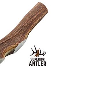 1-GIANT-JUMBO Whole Elk Antler for Dogs –XXXL All Natural premium Grade A. Antler Chew. Naturally Shed, Hand-picked, and made in the USA. NO ODOR, NO MESS. GUARANTEED SATISFACTION. For dogs 60-90+ Lbs