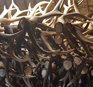 1-GIANT-JUMBO Whole Elk Antler for Dogs –XXXL All Natural premium Grade A. Antler Chew. Naturally Shed, Hand-picked, and made in the USA. NO ODOR, NO MESS. GUARANTEED SATISFACTION. For dogs 60-90+ Lbs