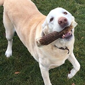 1-GIANT-JUMBO Whole Elk Antler for Dogs –XXXL All Natural premium Grade A. Antler Chew. Naturally Shed, Hand-picked, and made in the USA. NO ODOR, NO MESS. GUARANTEED SATISFACTION. For dogs 60-90+ Lbs