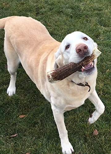 1-GIANT-JUMBO Whole Elk Antler for Dogs –XXXL All Natural premium Grade A. Antler Chew. Naturally Shed, Hand-picked, and made in the USA. NO ODOR, NO MESS. GUARANTEED SATISFACTION. For dogs 60-90+ Lbs