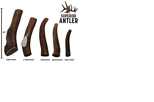 1-GIANT-JUMBO Whole Elk Antler for Dogs –XXXL All Natural premium Grade A. Antler Chew. Naturally Shed, Hand-picked, and made in the USA. NO ODOR, NO MESS. GUARANTEED SATISFACTION. For dogs 60-90+ Lbs