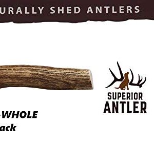 1-GIANT-JUMBO Whole Elk Antler for Dogs –XXXL All Natural premium Grade A. Antler Chew. Naturally Shed, Hand-picked, and made in the USA. NO ODOR, NO MESS. GUARANTEED SATISFACTION. For dogs 60-90+ Lbs