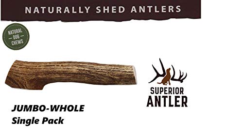 1-GIANT-JUMBO Whole Elk Antler for Dogs –XXXL All Natural premium Grade A. Antler Chew. Naturally Shed, Hand-picked, and made in the USA. NO ODOR, NO MESS. GUARANTEED SATISFACTION. For dogs 60-90+ Lbs