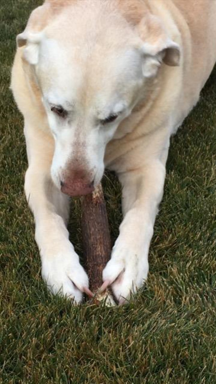 1- Large Antler, Whole, Single Pack –Large, All Natural Premium Grade A. Antler Chew. L=6-10” Naturally Shed, and Made in The USA. NO Odor, NO Mess. GUARENTEED SATISIFACTION. for Dogs 40-80 LBS