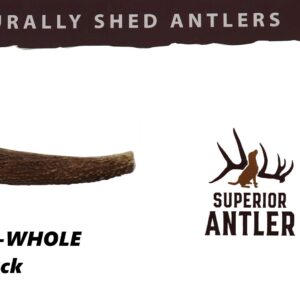 Elk Antlers for Dogs - Medium Size 5-8” All Natural Premium Grade A - Deer Antlers for Dogs, Pets, and Puppies- Dog Antler Chews - Long Lasting - Single Pack