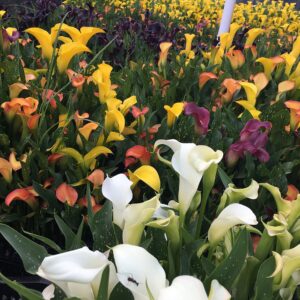 Hybrid Calla Lilies Mixed Value Pack - 5 Bulbs/pkg - Bright Colors Red, Orange, Yellow, Pink