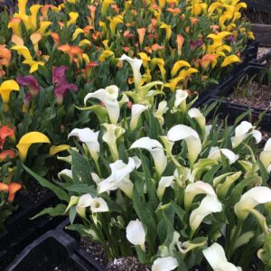 Hybrid Calla Lilies Mixed Value Pack - 5 Bulbs/pkg - Bright Colors Red, Orange, Yellow, Pink