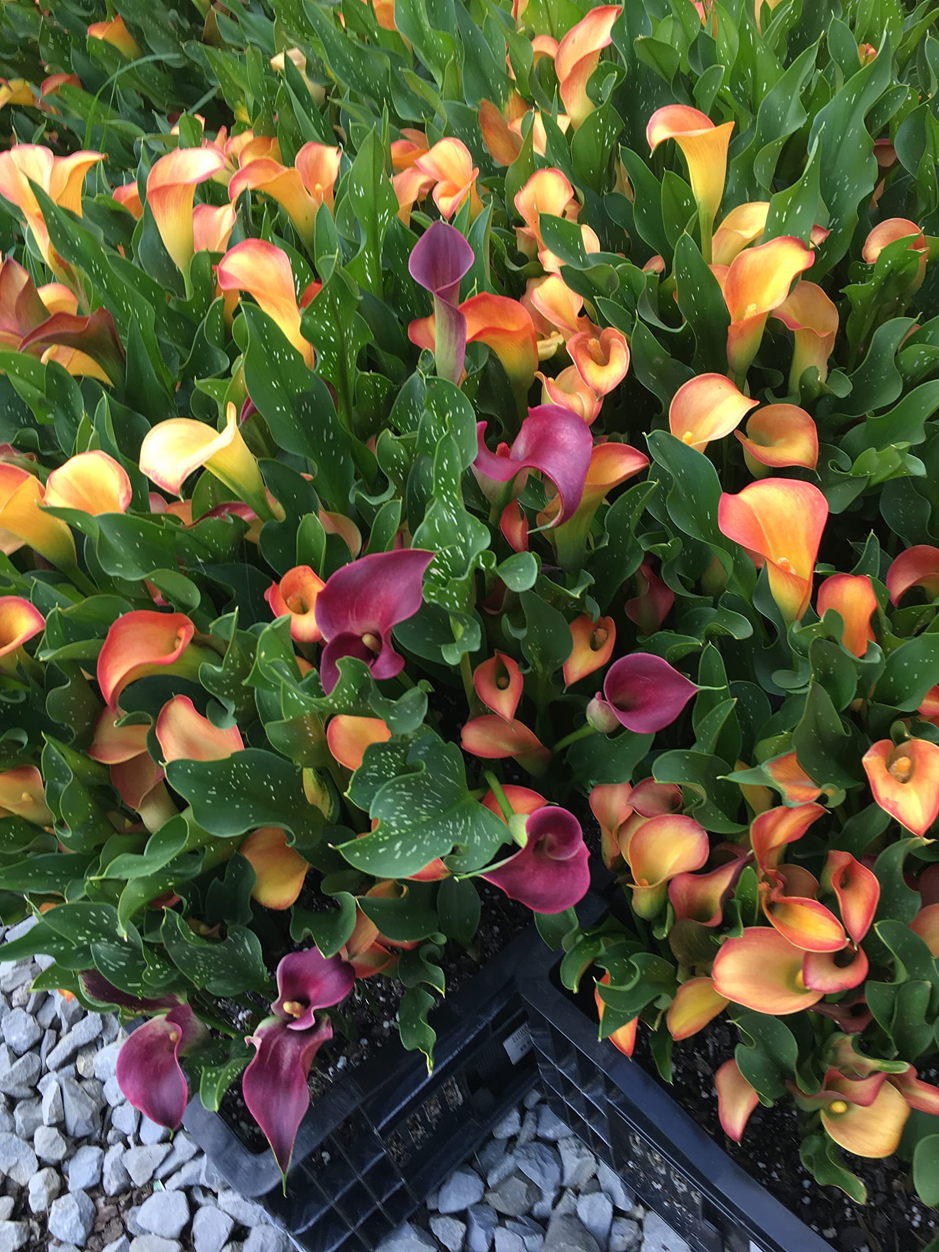 Hybrid Calla Lilies Mixed Value Pack - 5 Bulbs/pkg - Bright Colors Red, Orange, Yellow, Pink