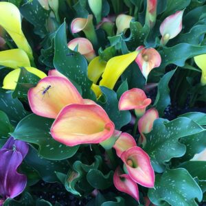 Hybrid Calla Lilies Mixed Value Pack - 5 Bulbs/pkg - Bright Colors Red, Orange, Yellow, Pink